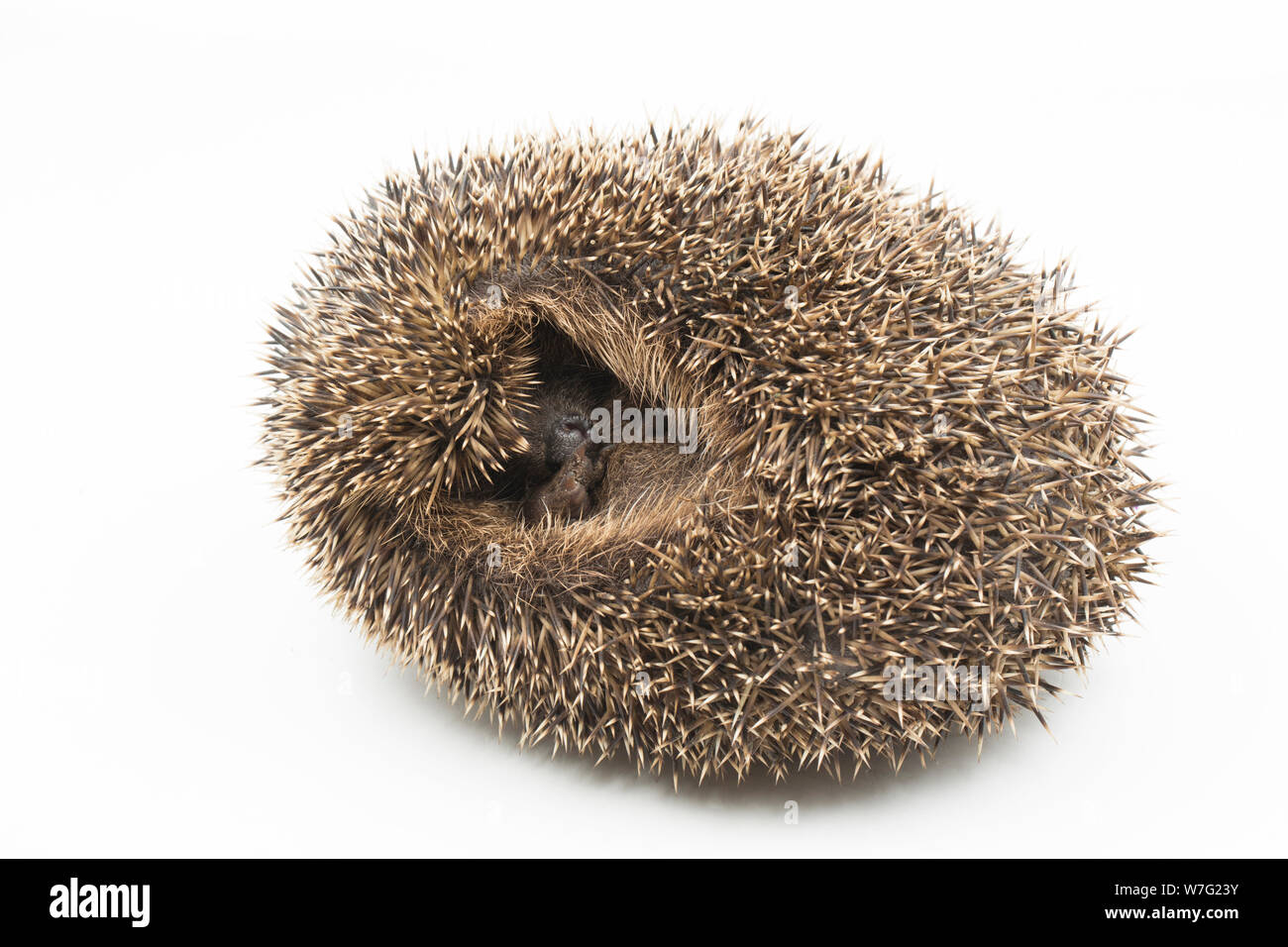 Hedgehog in a ball hi-res stock photography and images - Alamy