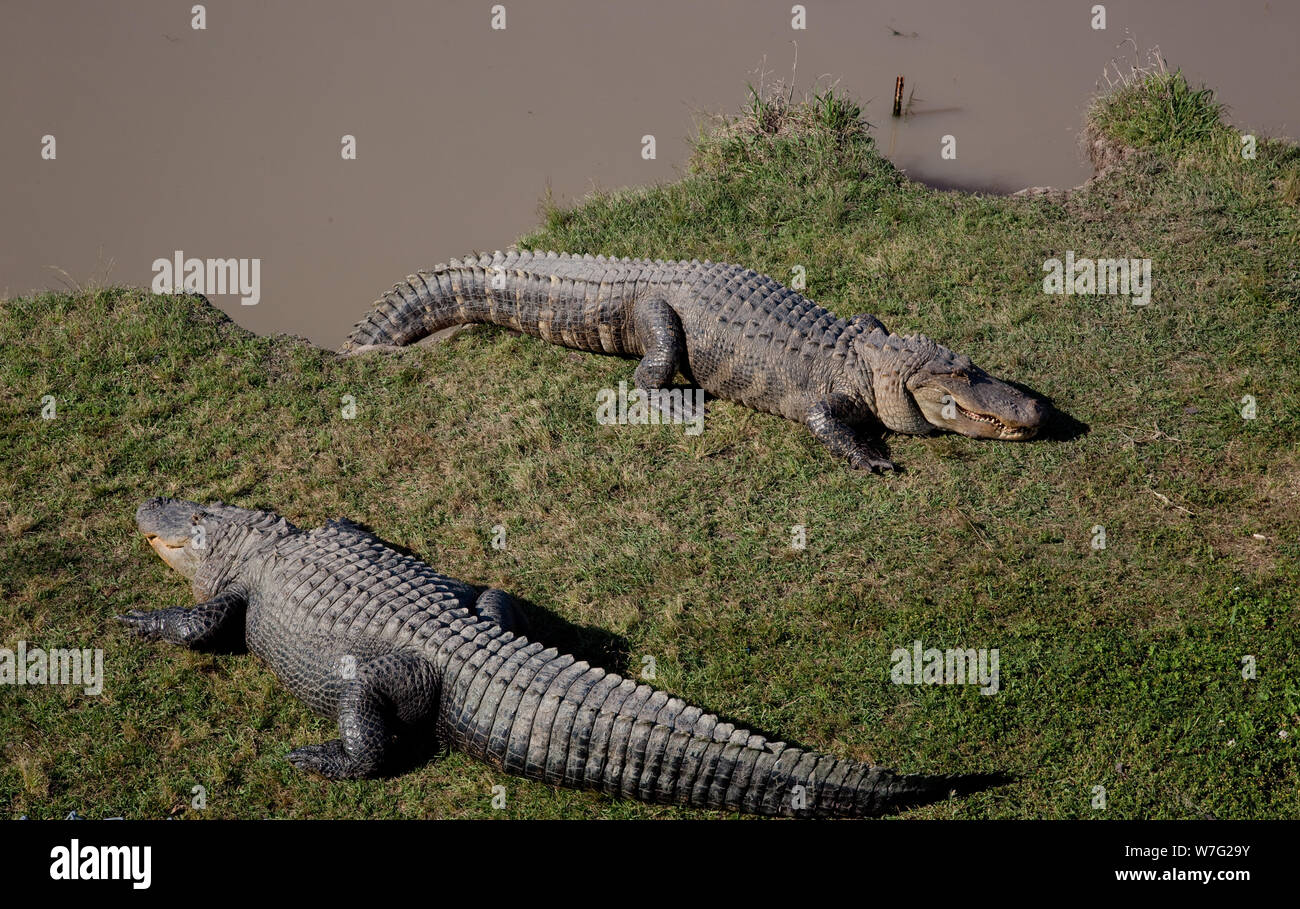 Alligator Alley has 20 acres of natural cypress swamp land, where ...
