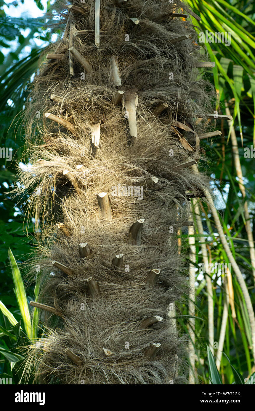 balk of palm tree Stock Photo - Alamy