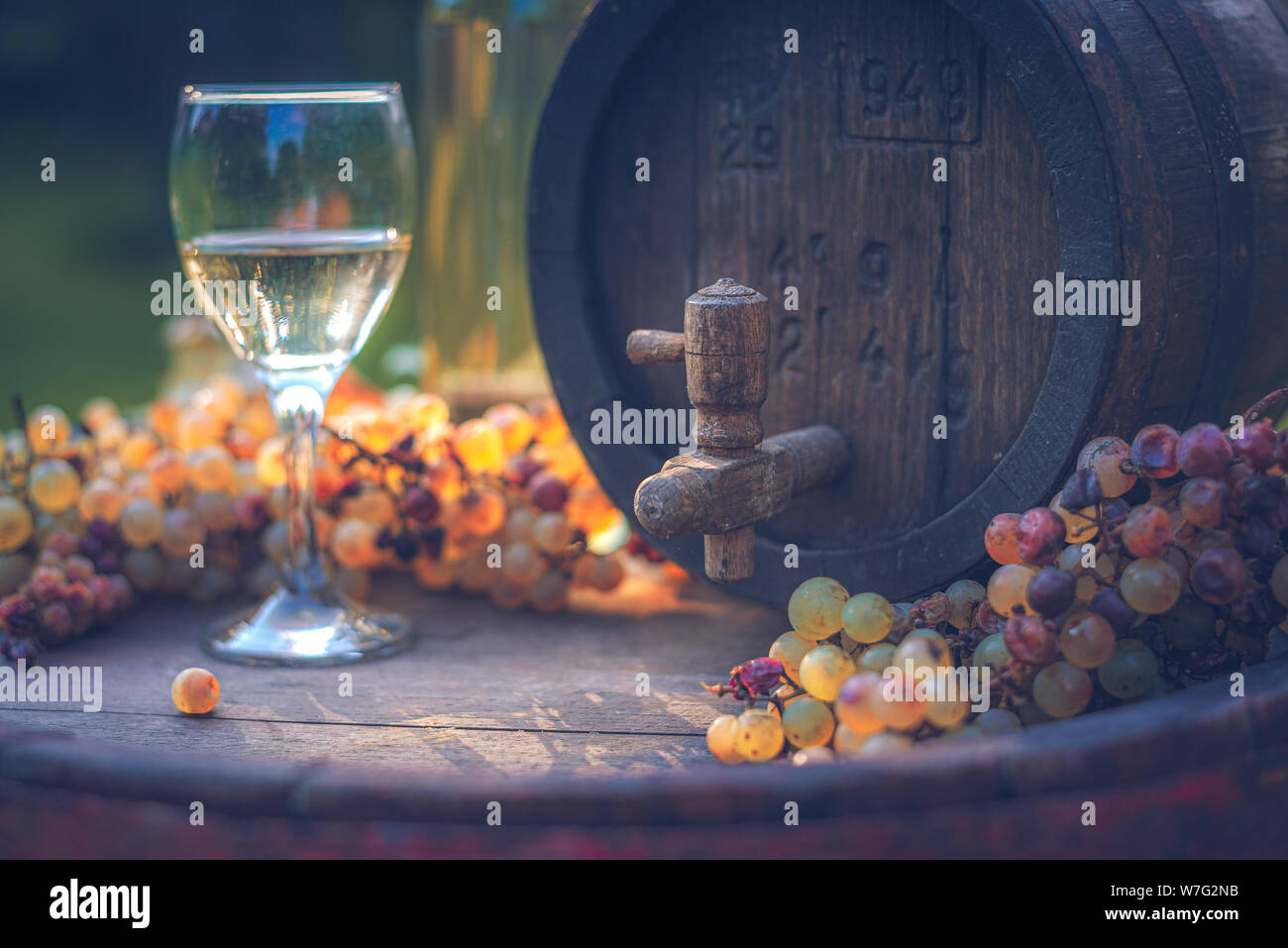 Wine barrel with green Italian Riesling grapes and glass of wine in ...