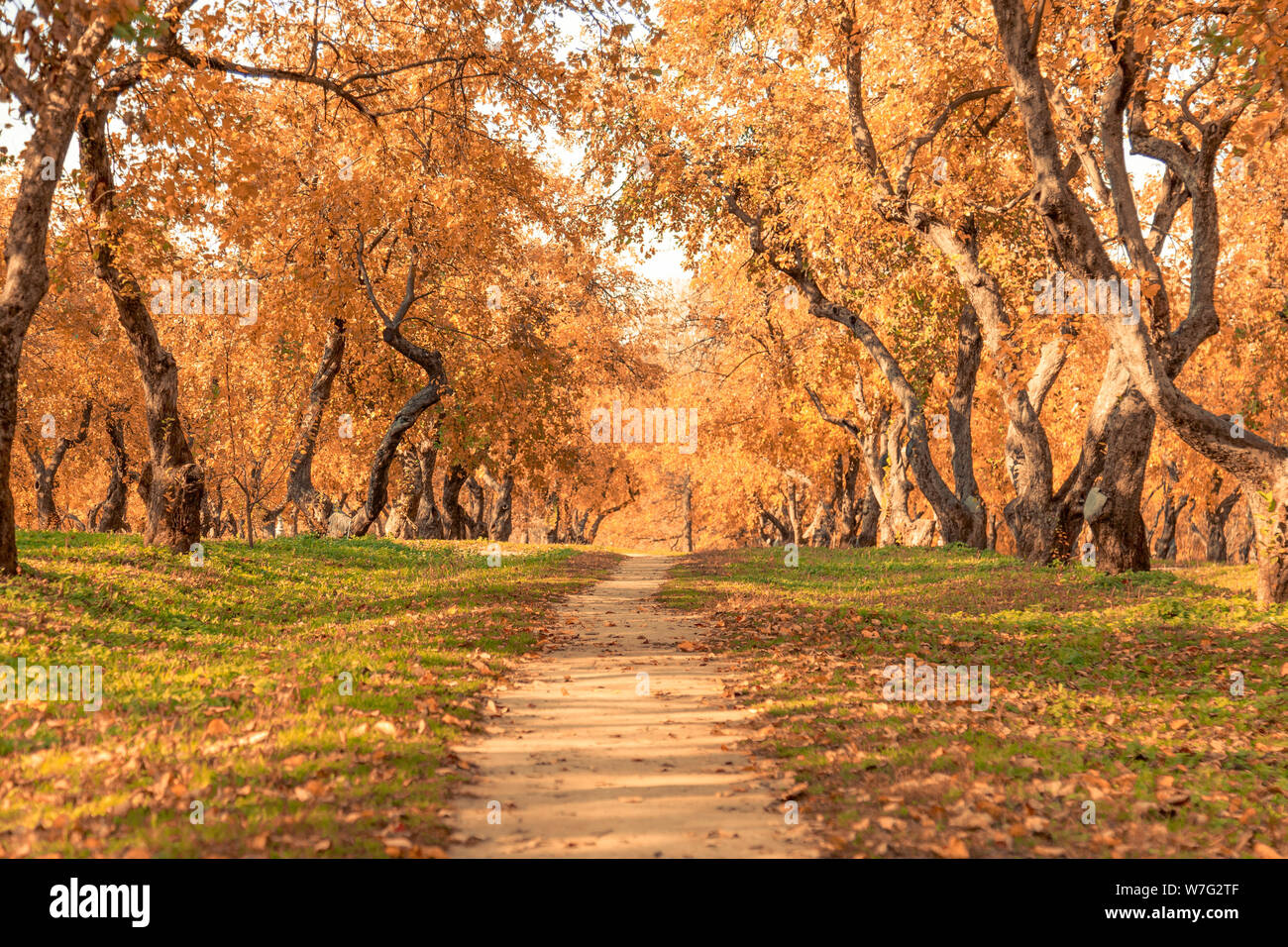 Pathway through the autumn forest Stock Photo - Alamy