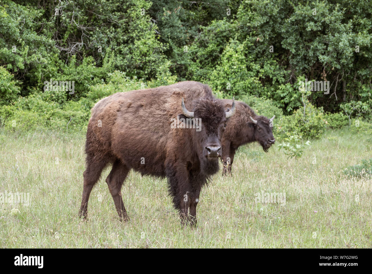 American bison at the 1,800-acre Lonesome Pine Ranch, a working cattle ...