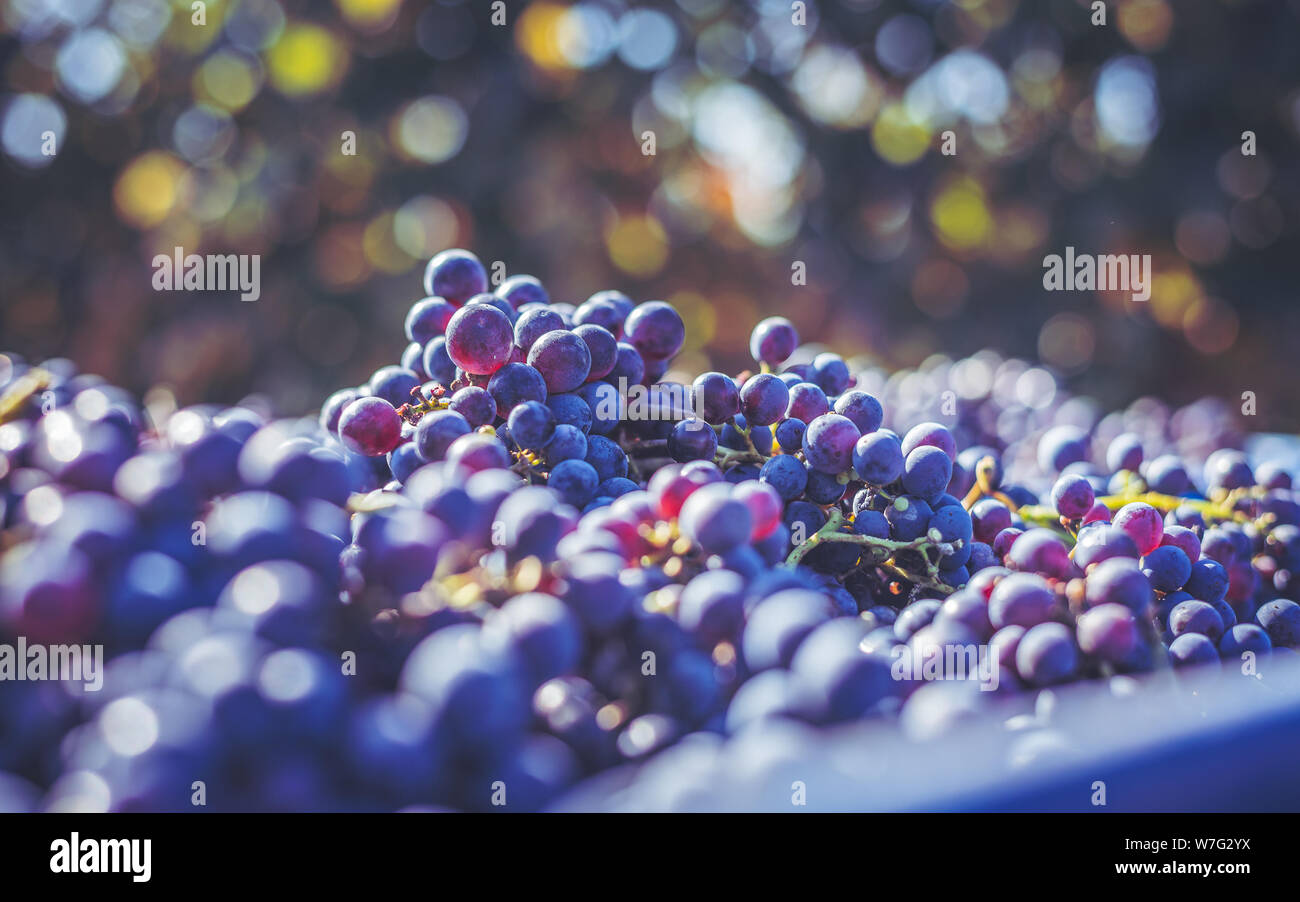 Ice wine grapes hi-res stock photography and images - Alamy