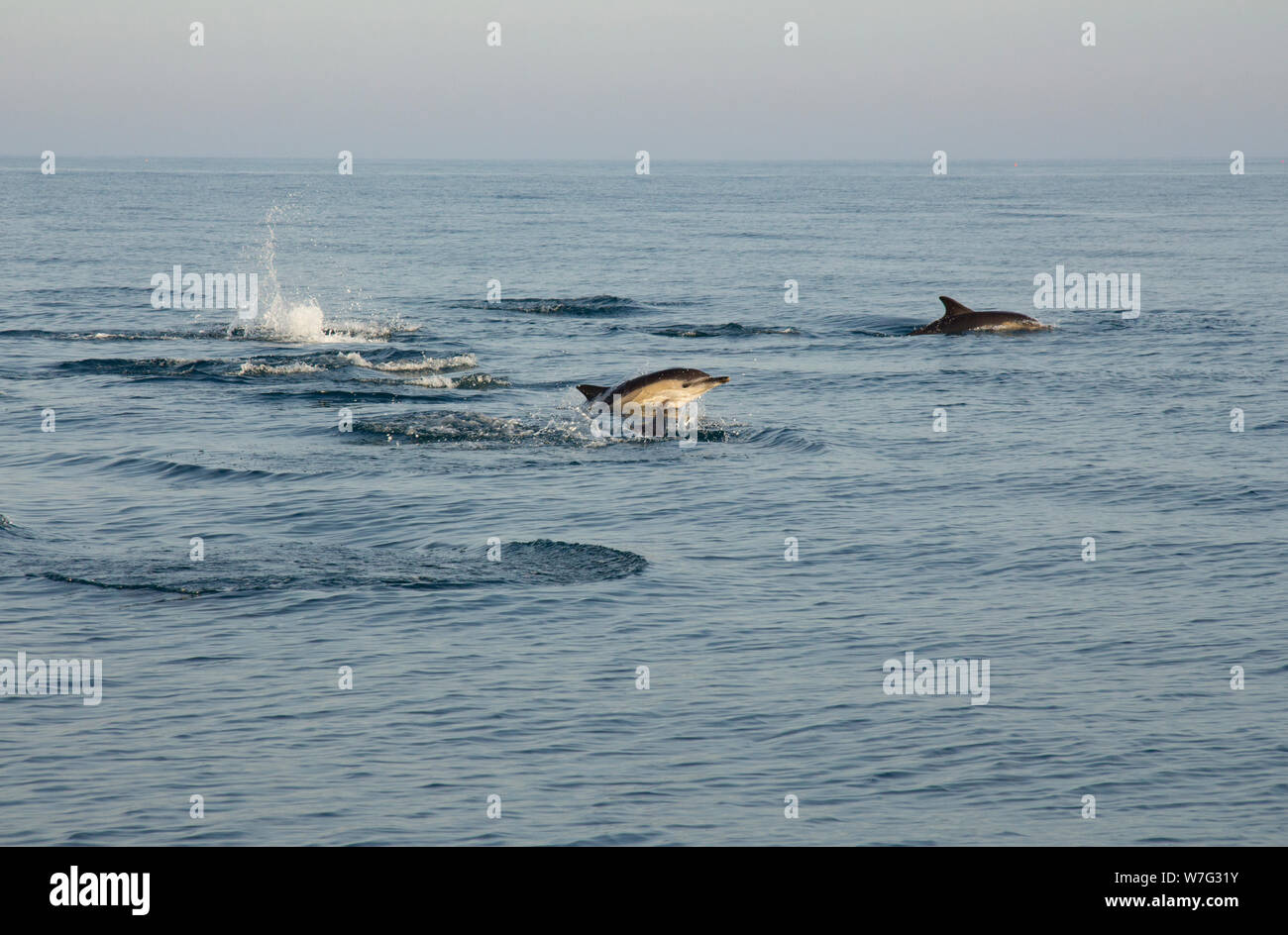 Dolphin pod hi-res stock photography and images - Alamy