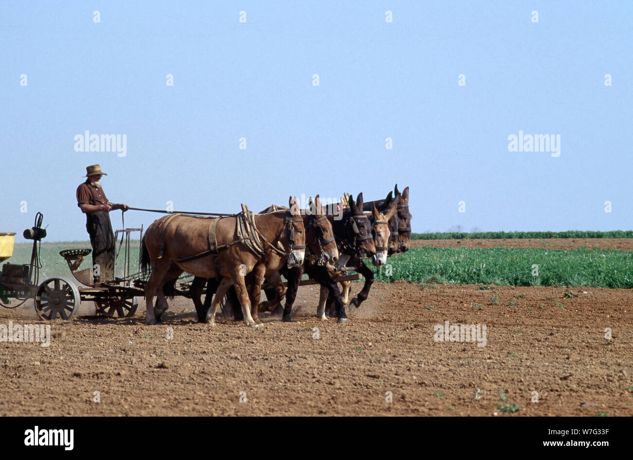 Amish farmer and draft animals, hard at work, Lancaster, Pennsylvania ...