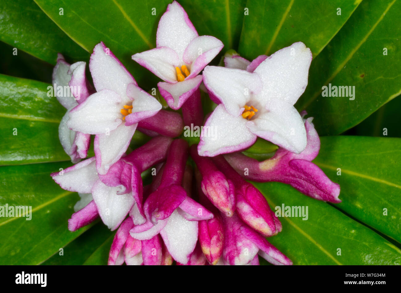 Daphne flower hi-res stock photography and images - Alamy