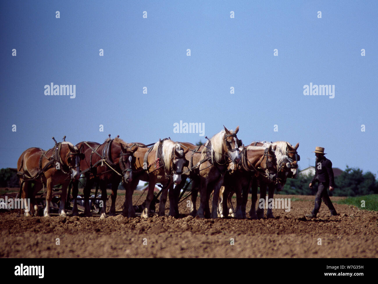 Amish farmer and his team of draft horses, Lancaster, Pennsylvania ...