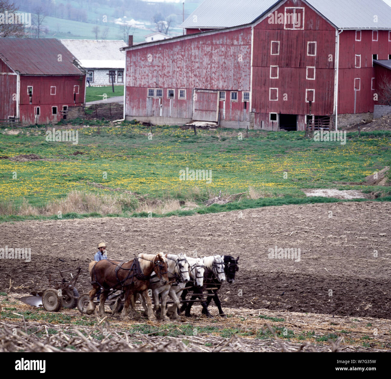 Amish farmer and his team of draft horses, Lancaster, Pennsylvania ...