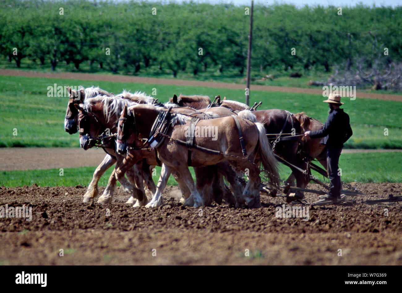 Amish farmer and his team of draft horses, Lancaster, Pennsylvania ...