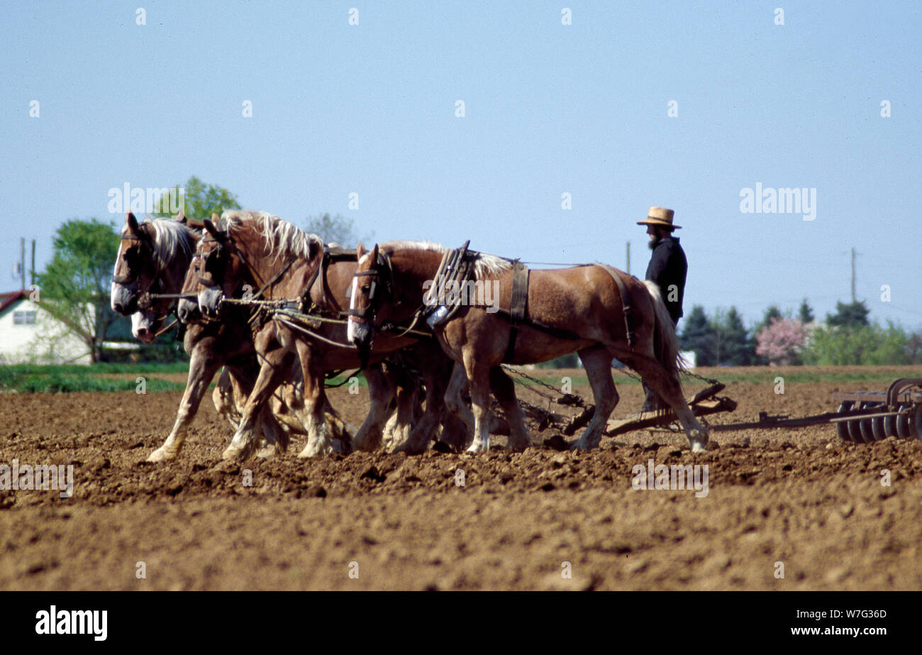 Amish farmer and his team of draft horses, Lancaster, Pennsylvania ...
