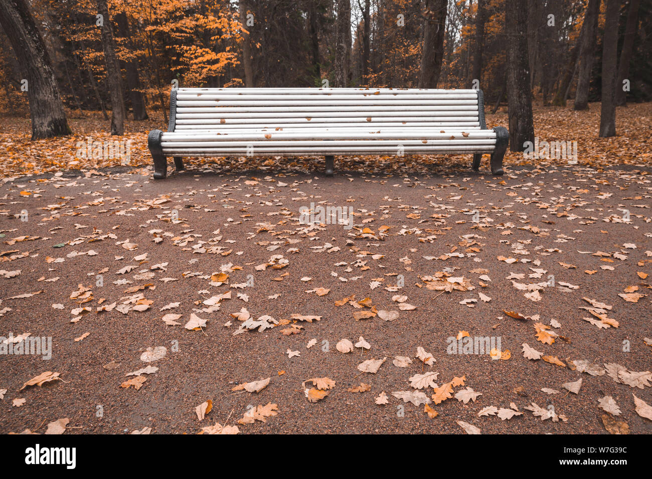 Empty of leaves hi-res stock photography and images - Alamy