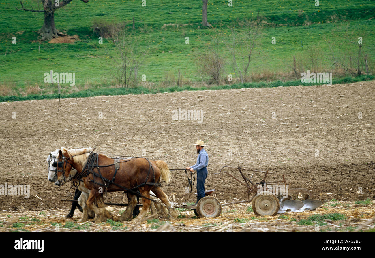 Amish working the field in Pennsylvania Stock Photo - Alamy