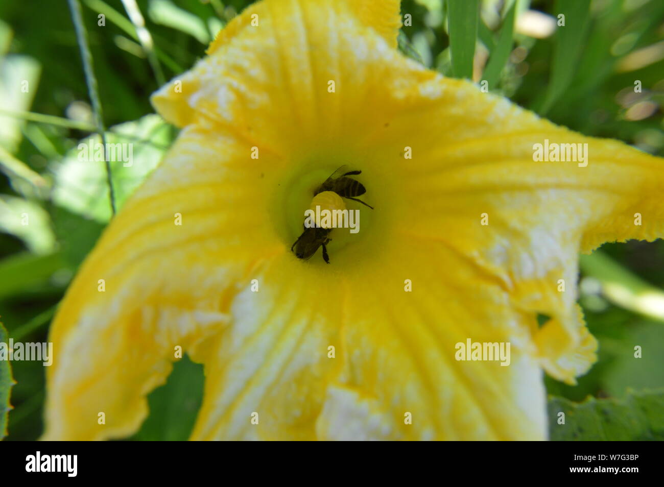 Single macro rose flower plant Stock Photo - Alamy
