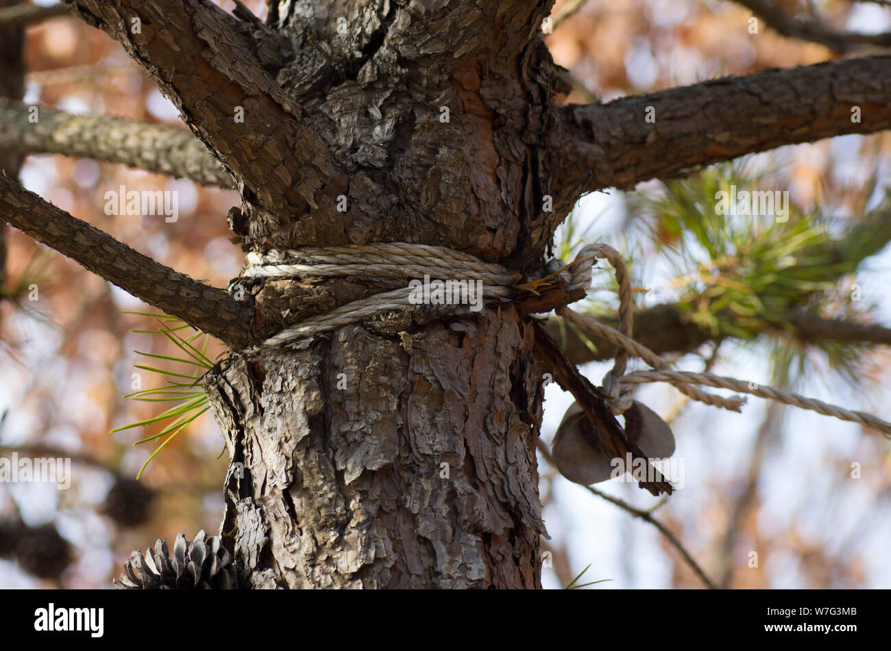 tied tree - repression of tree Stock Photo - Alamy