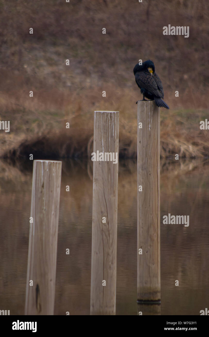 Resting on perch hi-res stock photography and images - Alamy
