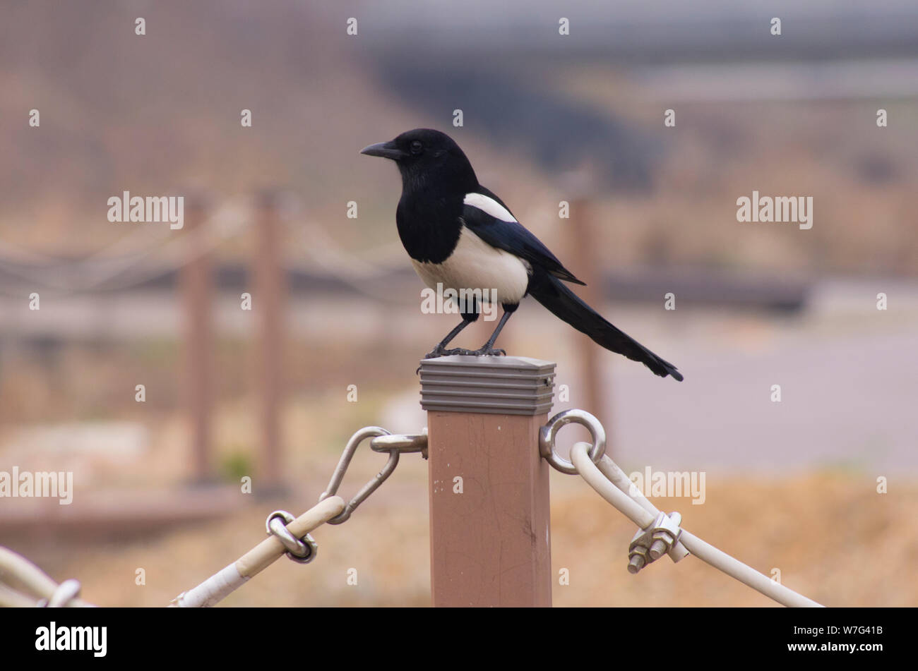 black and blue magpie on fence Stock Photo - Alamy