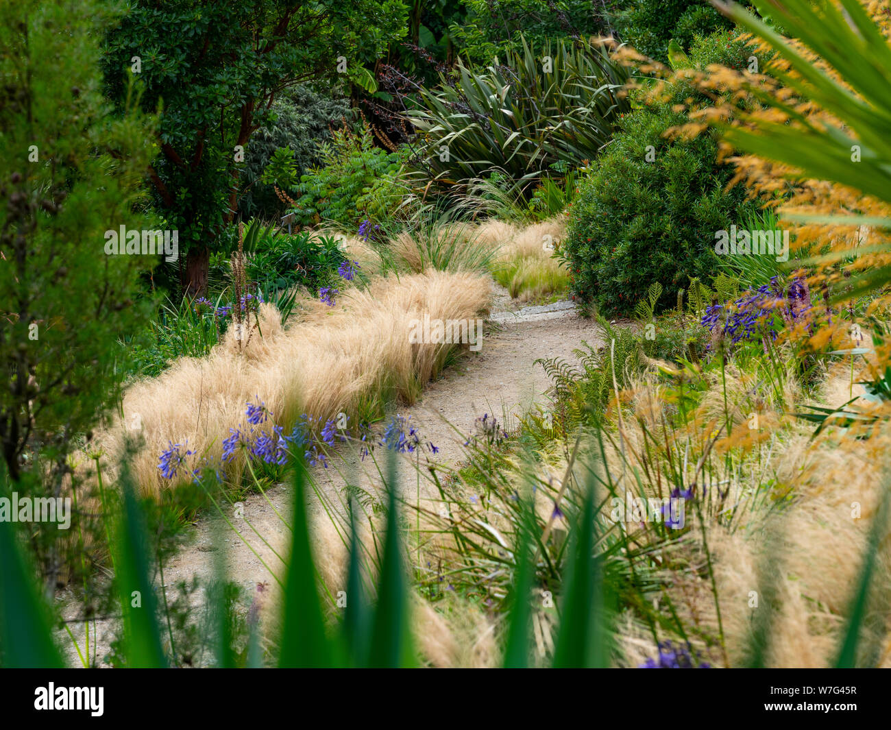 Tremenheere Gardens Gulval Penzance Cornwall Sub Tropical Exotic Stock ...