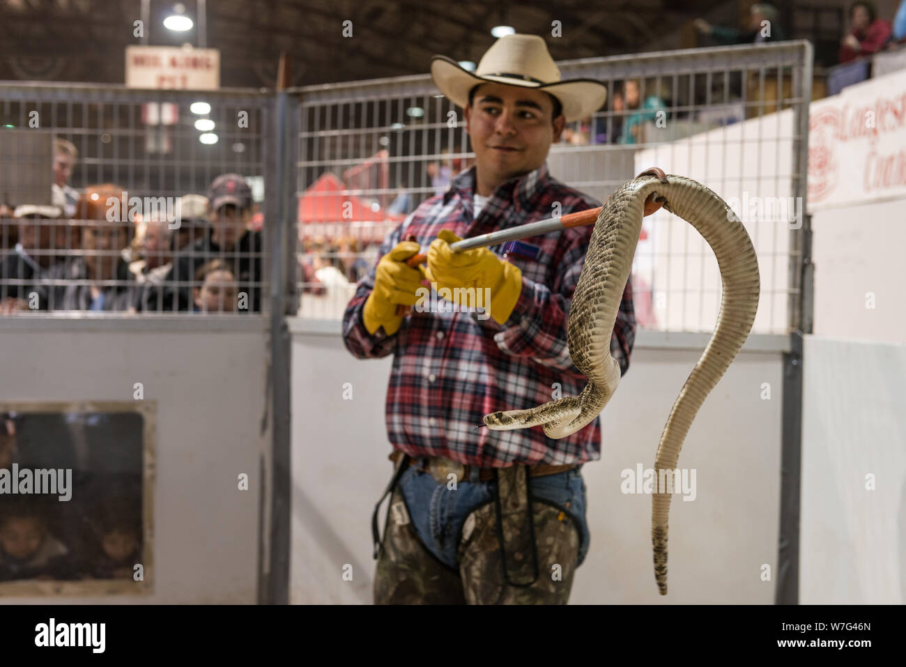 Cowboy snake handler at the worlds largest rattlesnake roundup in ...
