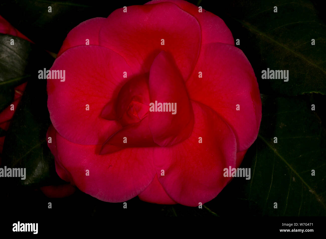 Red Camellia Flower High Resolution Stock Photography and Images - Alamy