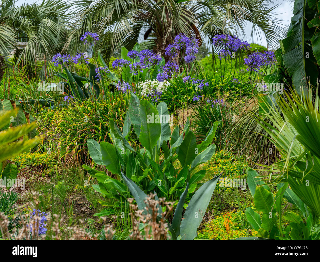 Agapanthus Tremenheere Gardens Gulval Penzance Cornwall Sub Tropical ...