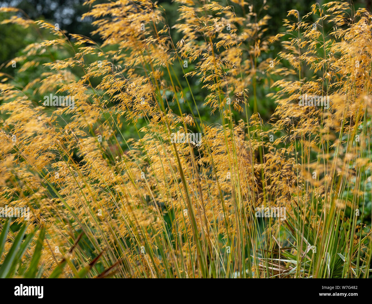 Tremenheere Gardens Gulval Penzance Cornwall Sub Tropical Exotic Stock ...
