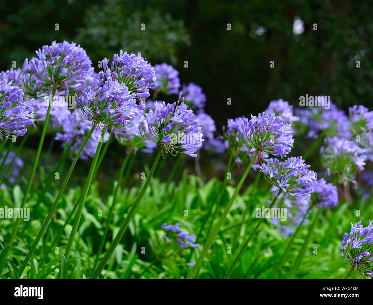 Agapanthus Tremenheere Gardens Gulval Penzance Cornwall Sub Tropical ...