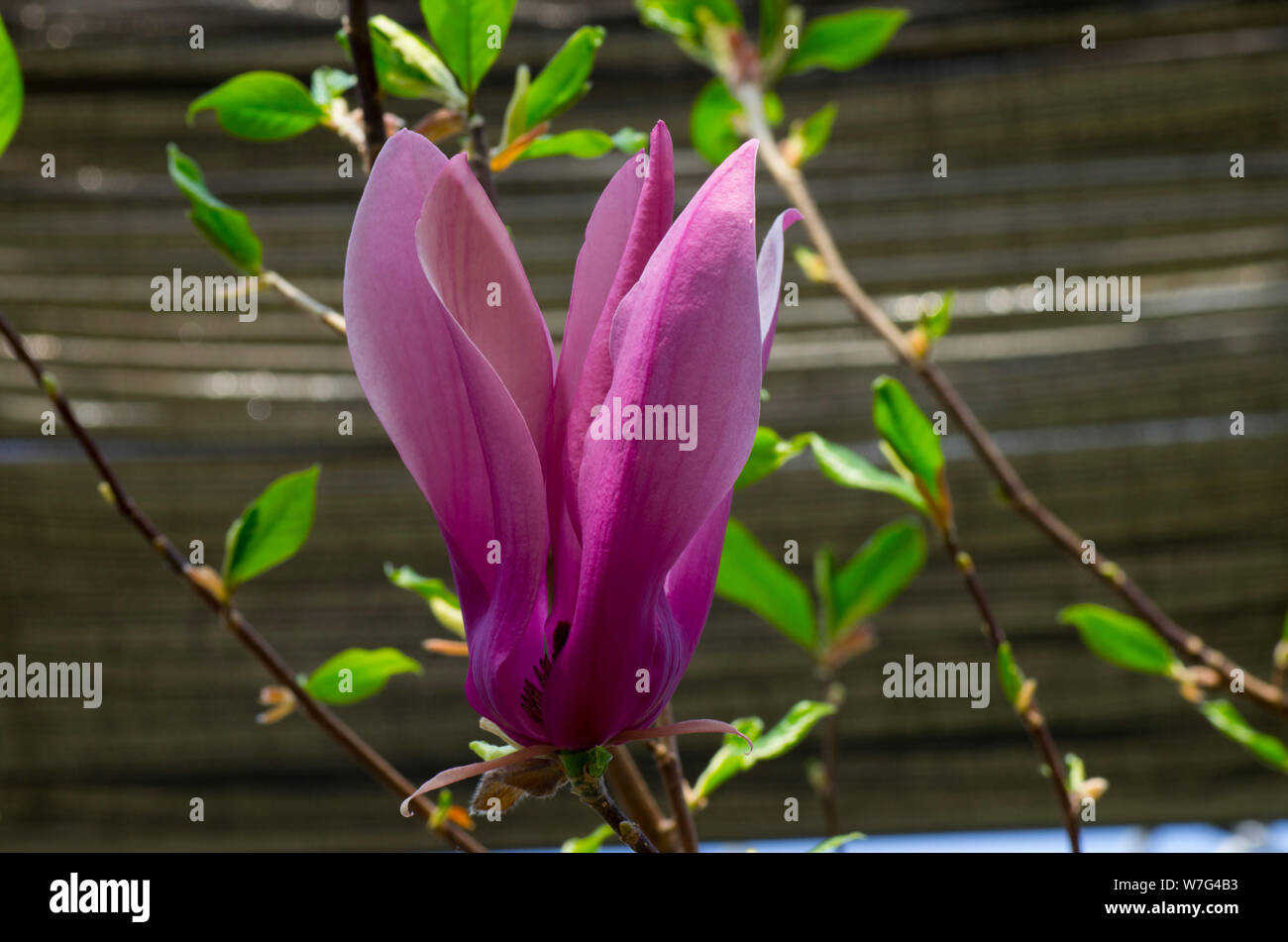 blossom of violet magnolia Stock Photo - Alamy