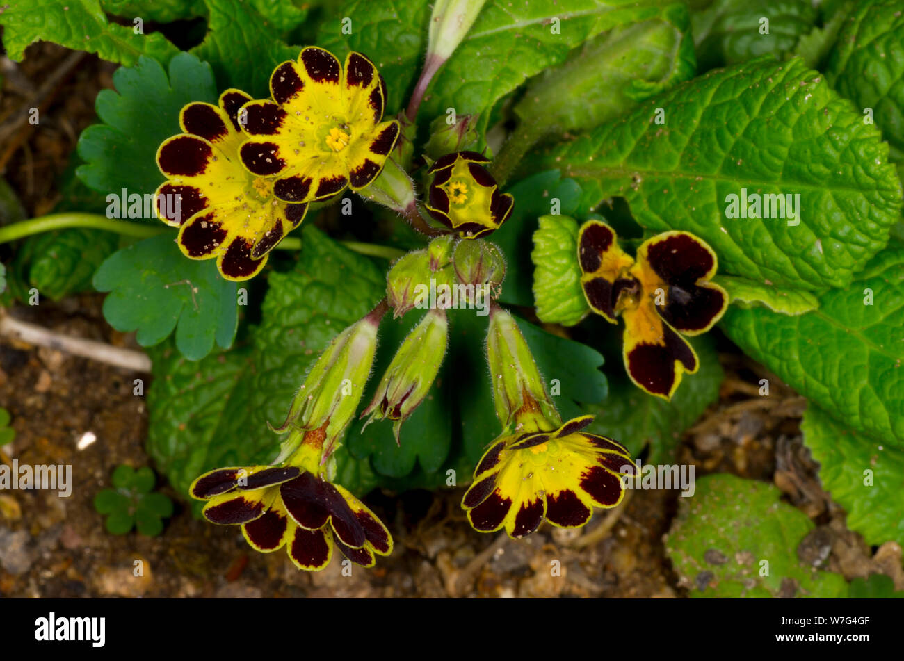 bloom of gold lace flower Stock Photo - Alamy
