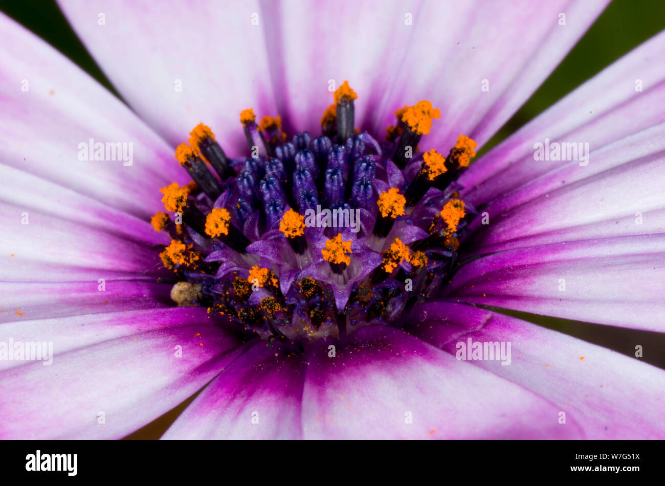 Violet daisy flower hi-res stock photography and images - Alamy