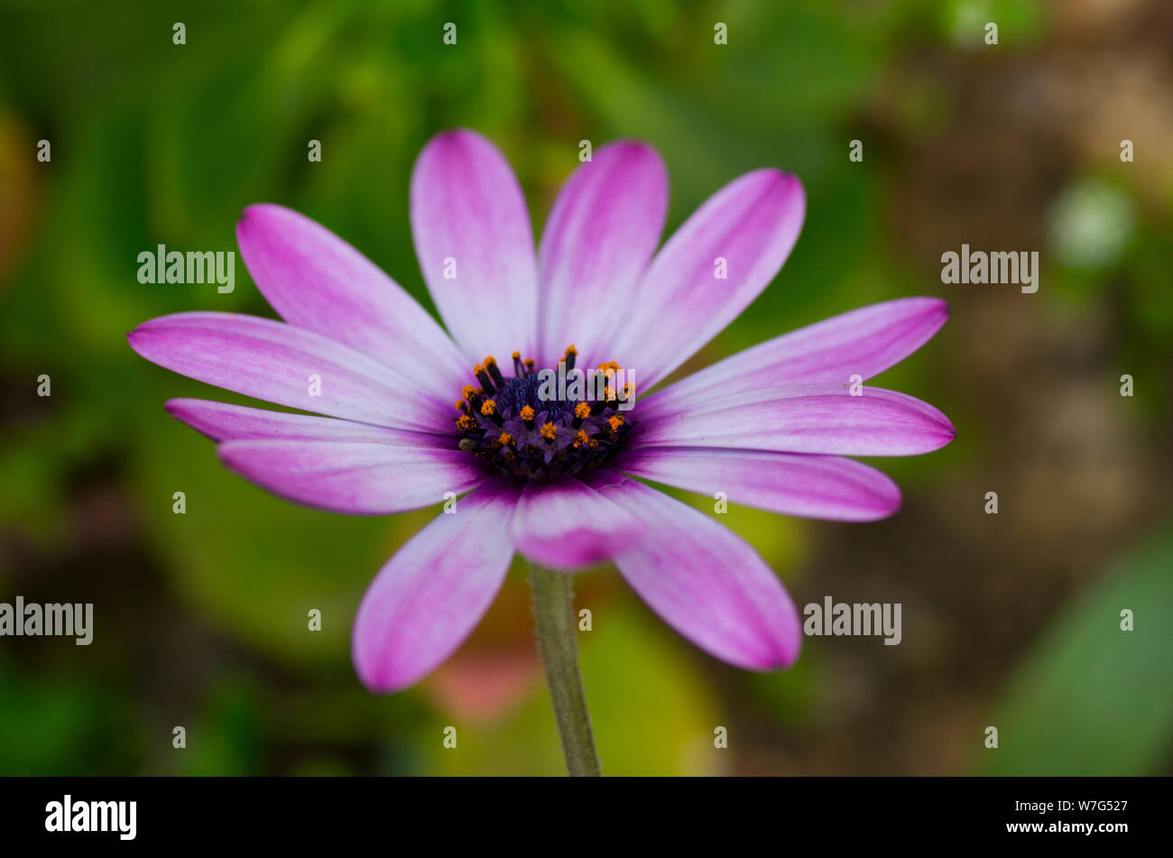 Violet daisy flower hi-res stock photography and images - Alamy