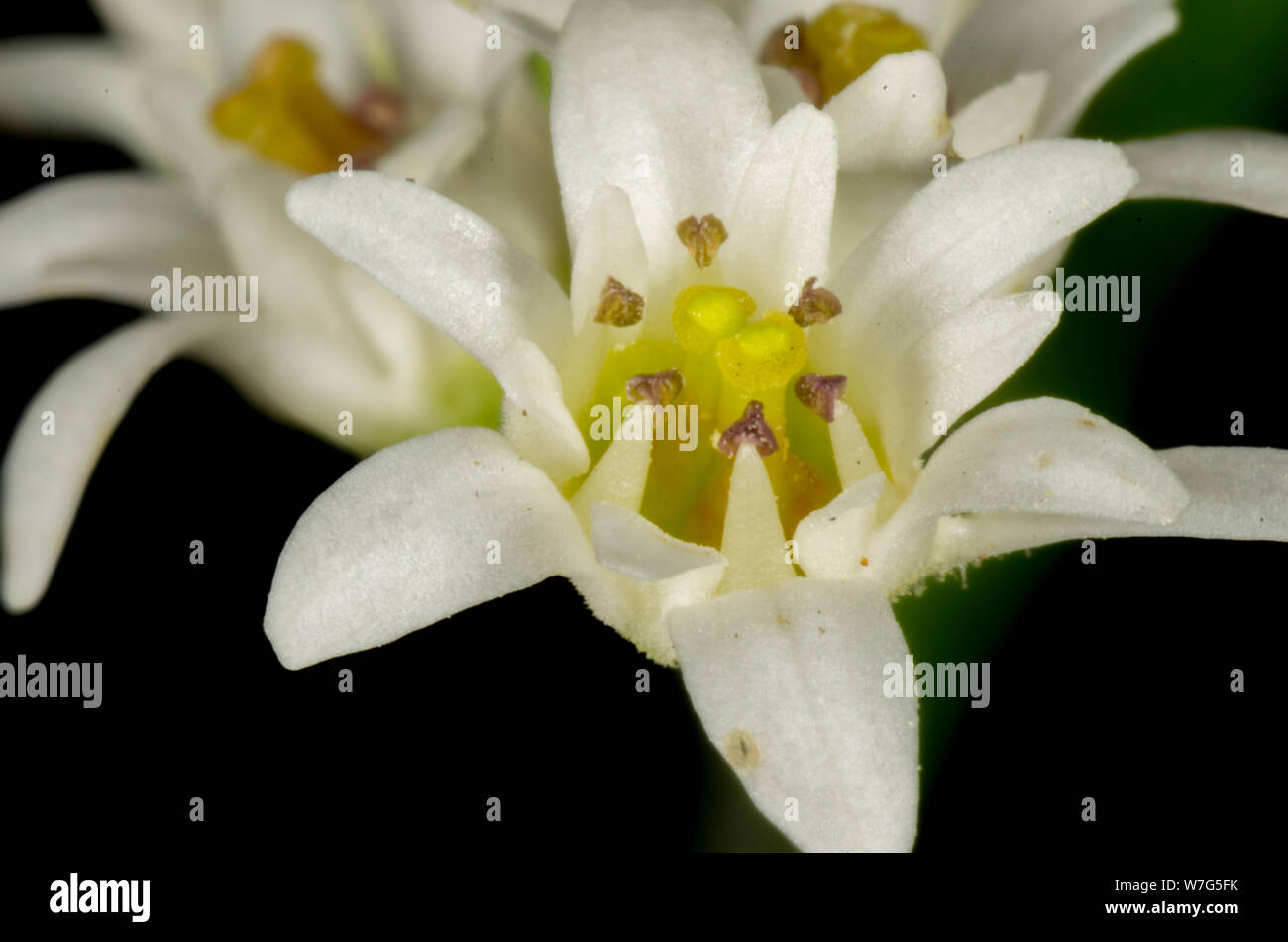 Edum hi-res stock photography and images - Alamy