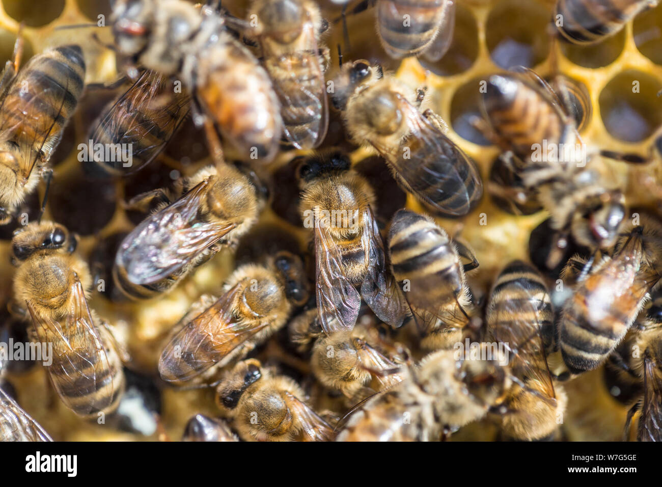 Many bees hi-res stock photography and images - Alamy