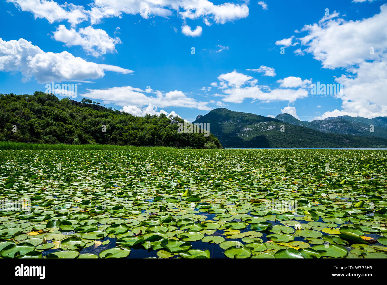 Pad covered hi-res stock photography and images - Alamy