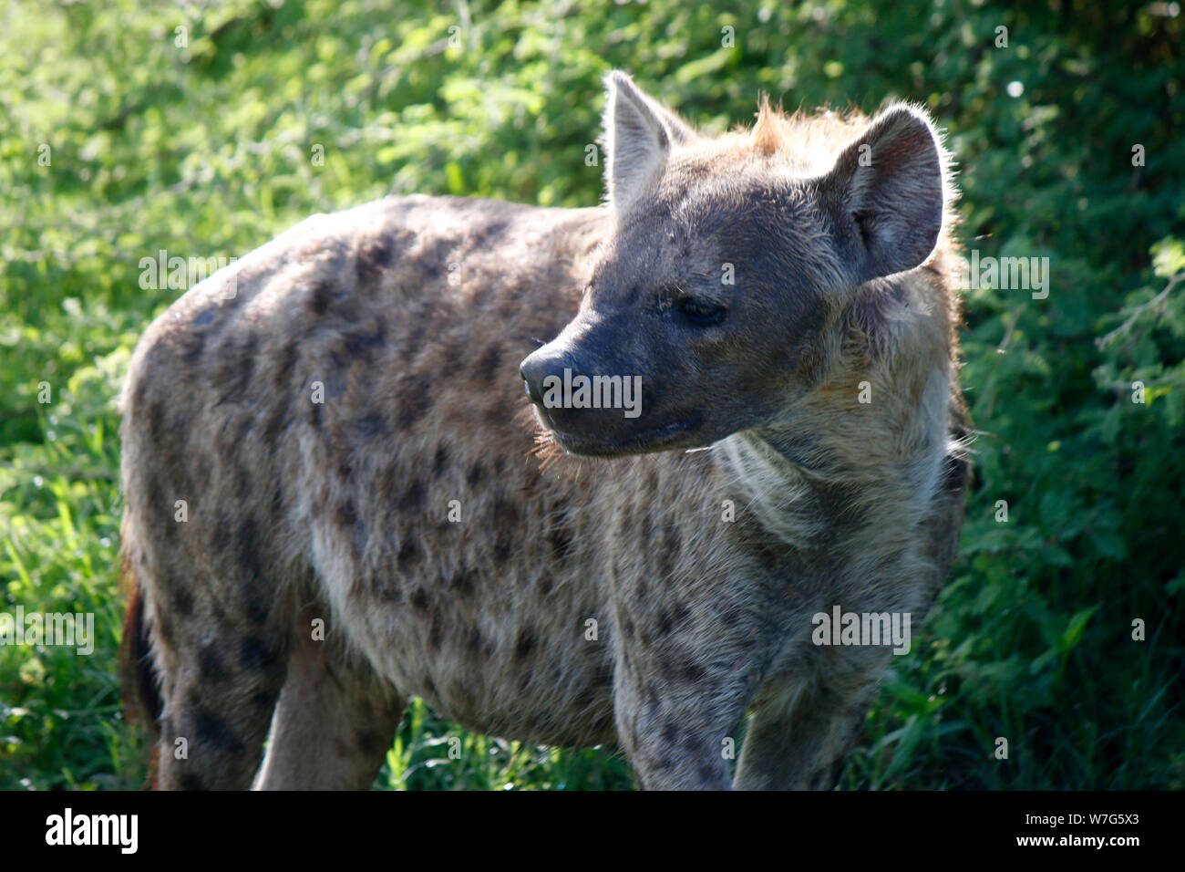 Hyaenen hi-res stock photography and images - Alamy