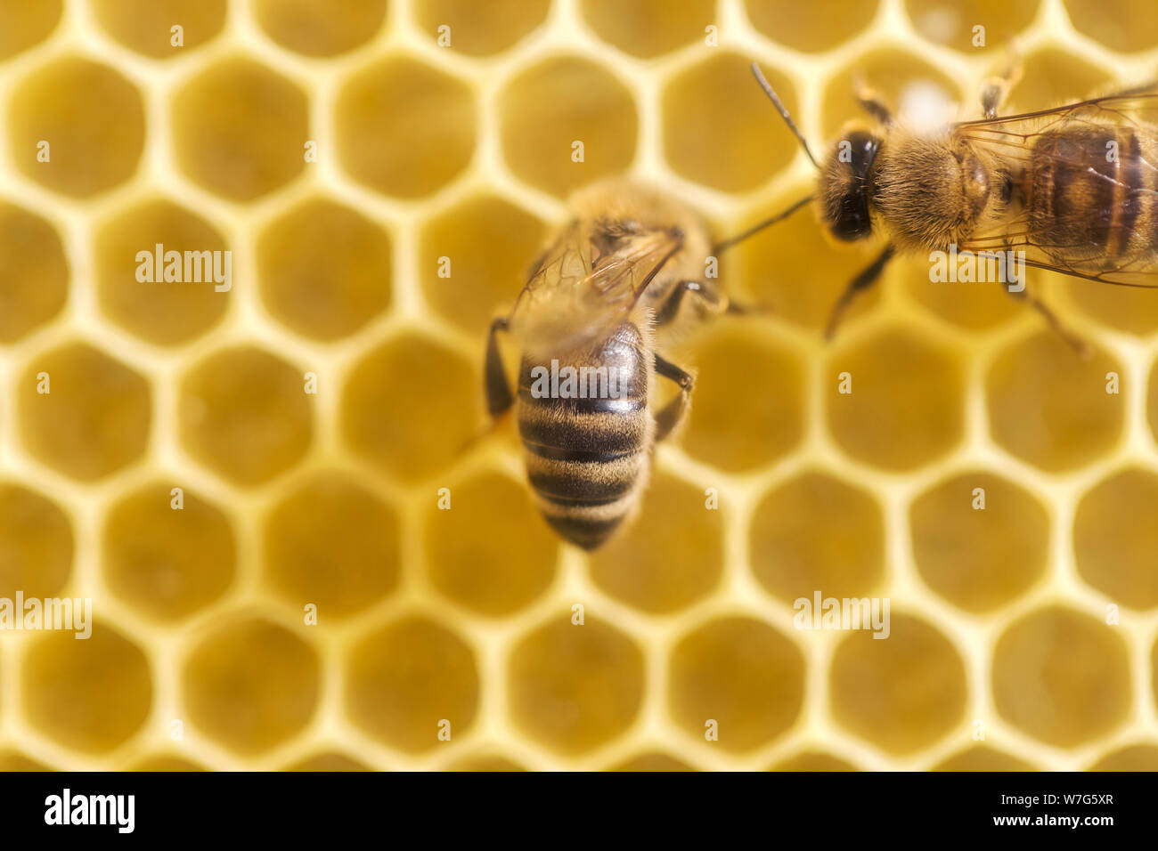Many bees hi-res stock photography and images - Alamy