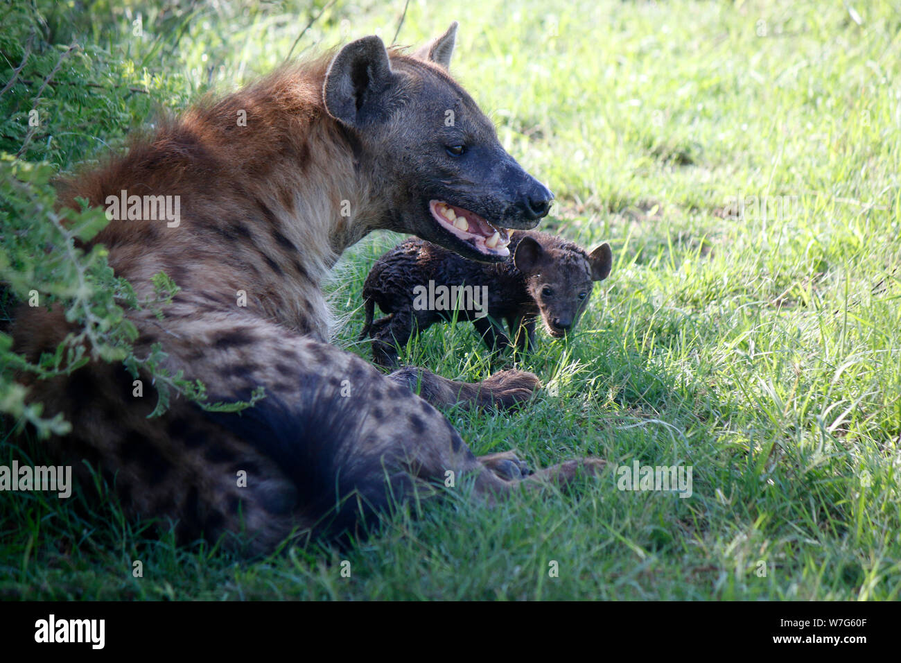 Hyaene/ Hyaenen im Chobe Nationalpark, Botswana Stock Photo - Alamy