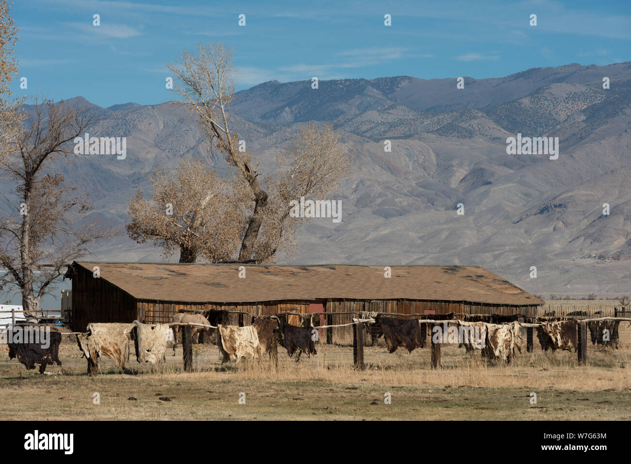 Animal hides hang on the fence of a farm in Northern California Stock ...