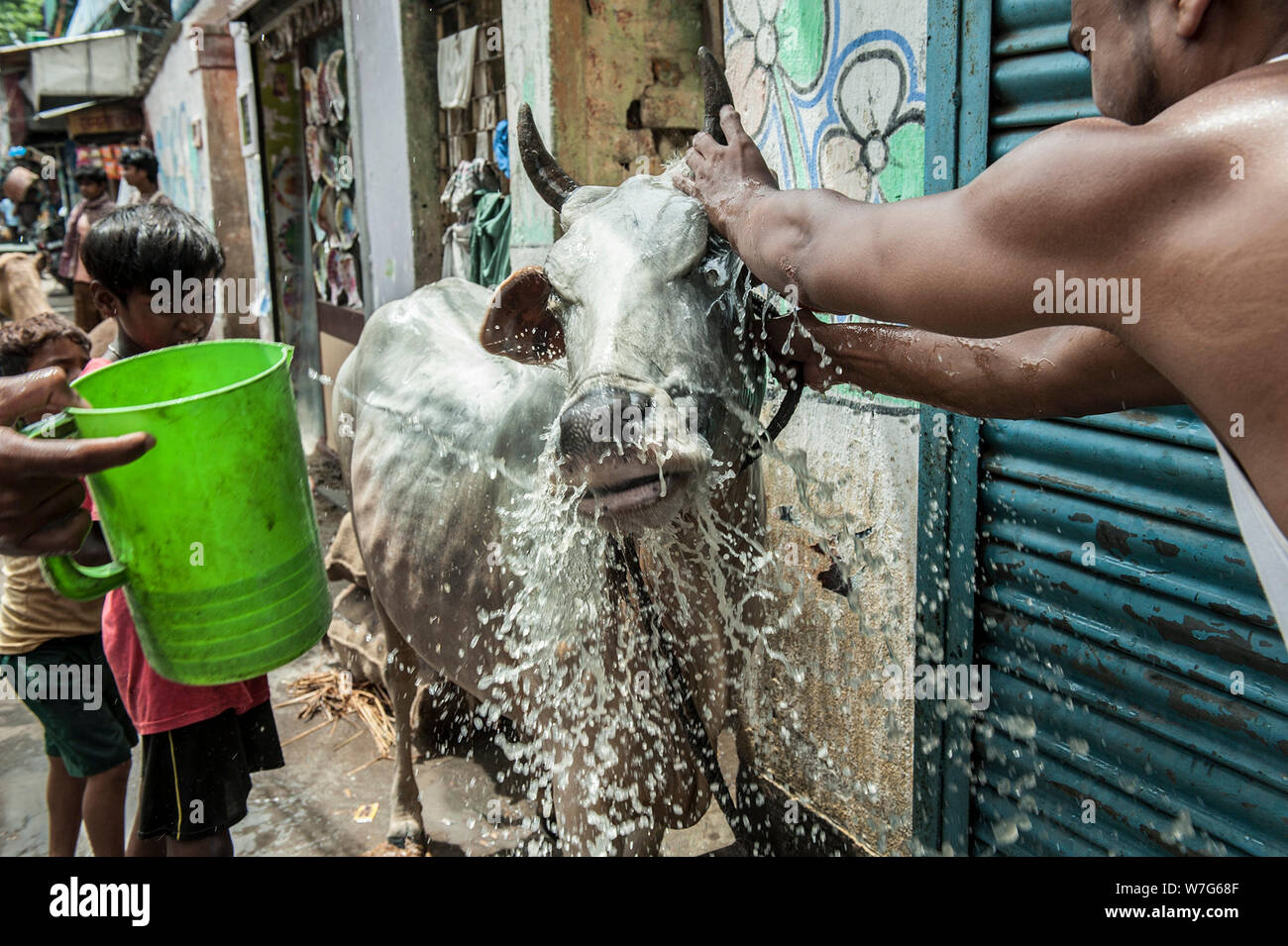 How do you wash a cow hi-res stock photography and images - Alamy
