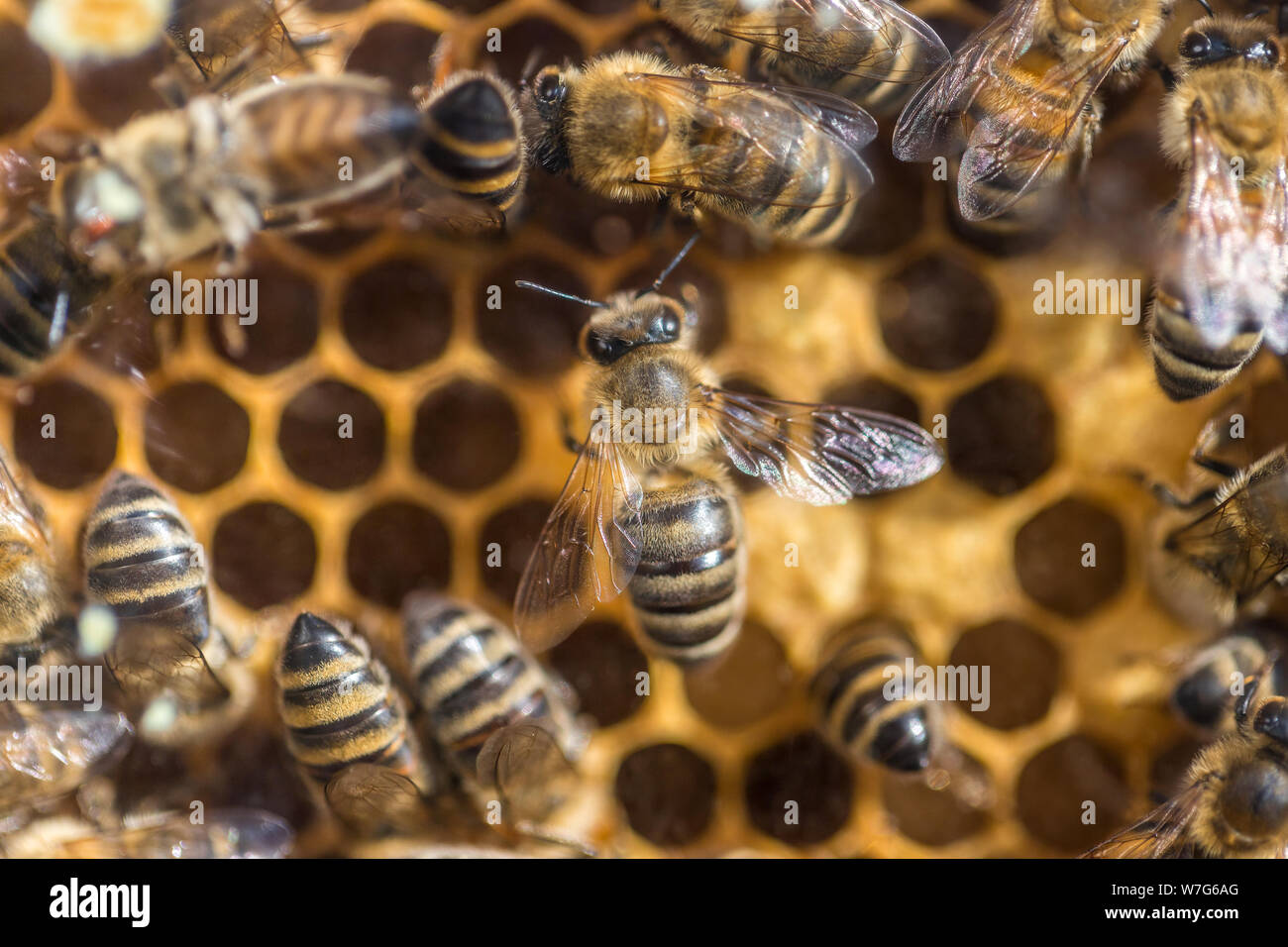 Many bees hi-res stock photography and images - Alamy