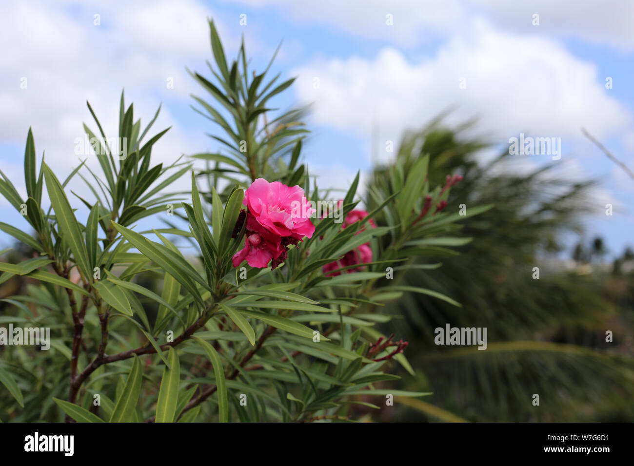 Exotic, bright pink tropical flower with its leaves photographed in ...