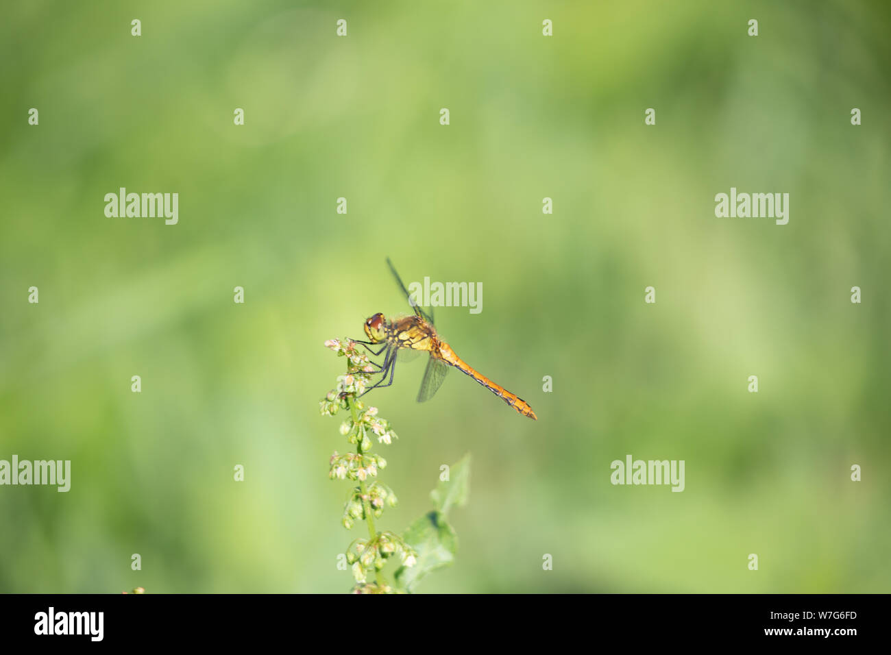 Uk dragonfly isolated hi-res stock photography and images - Alamy