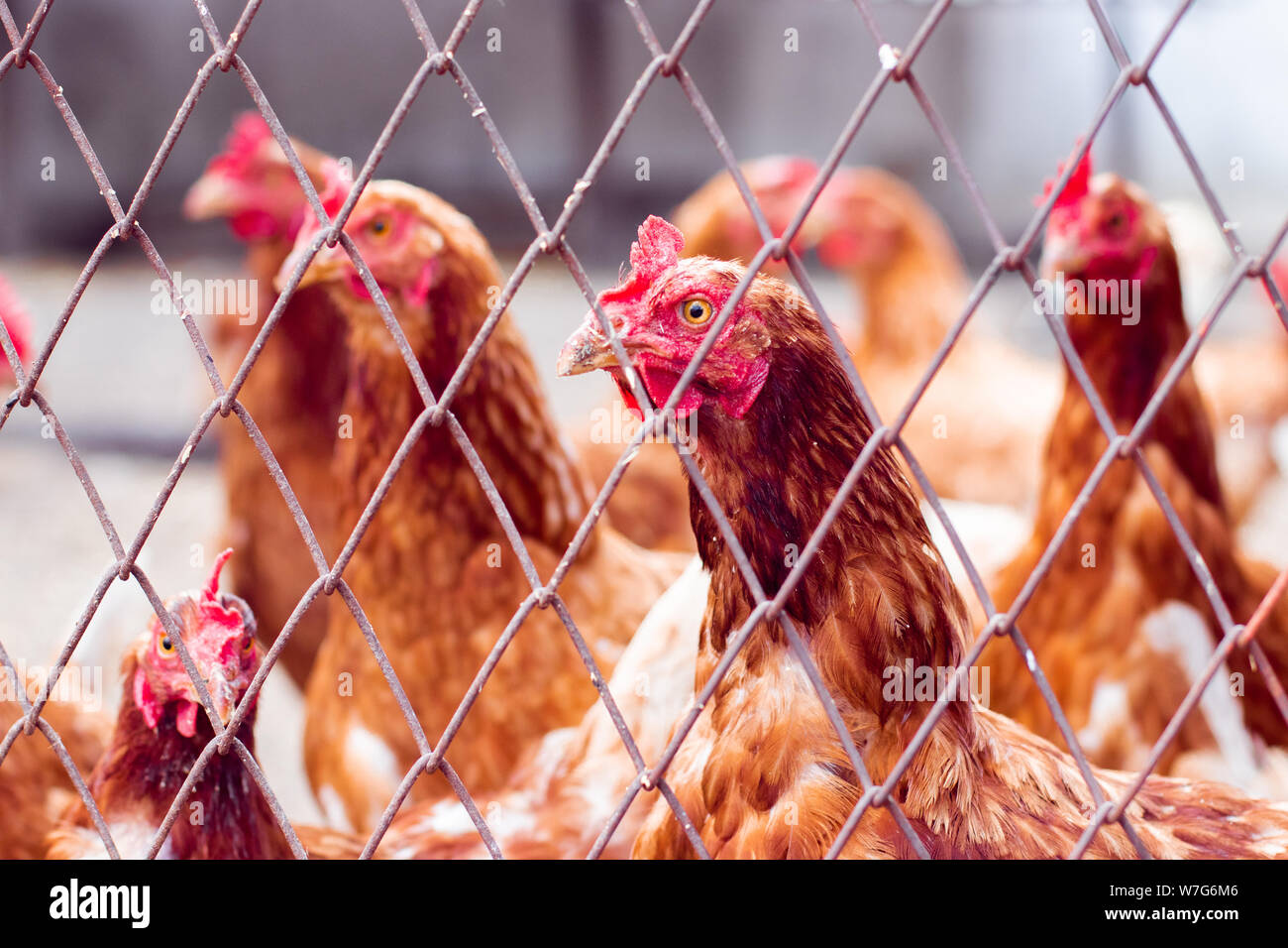Hens in bio farm. Chicken in hen house. Chickens in farm at sunny day ...