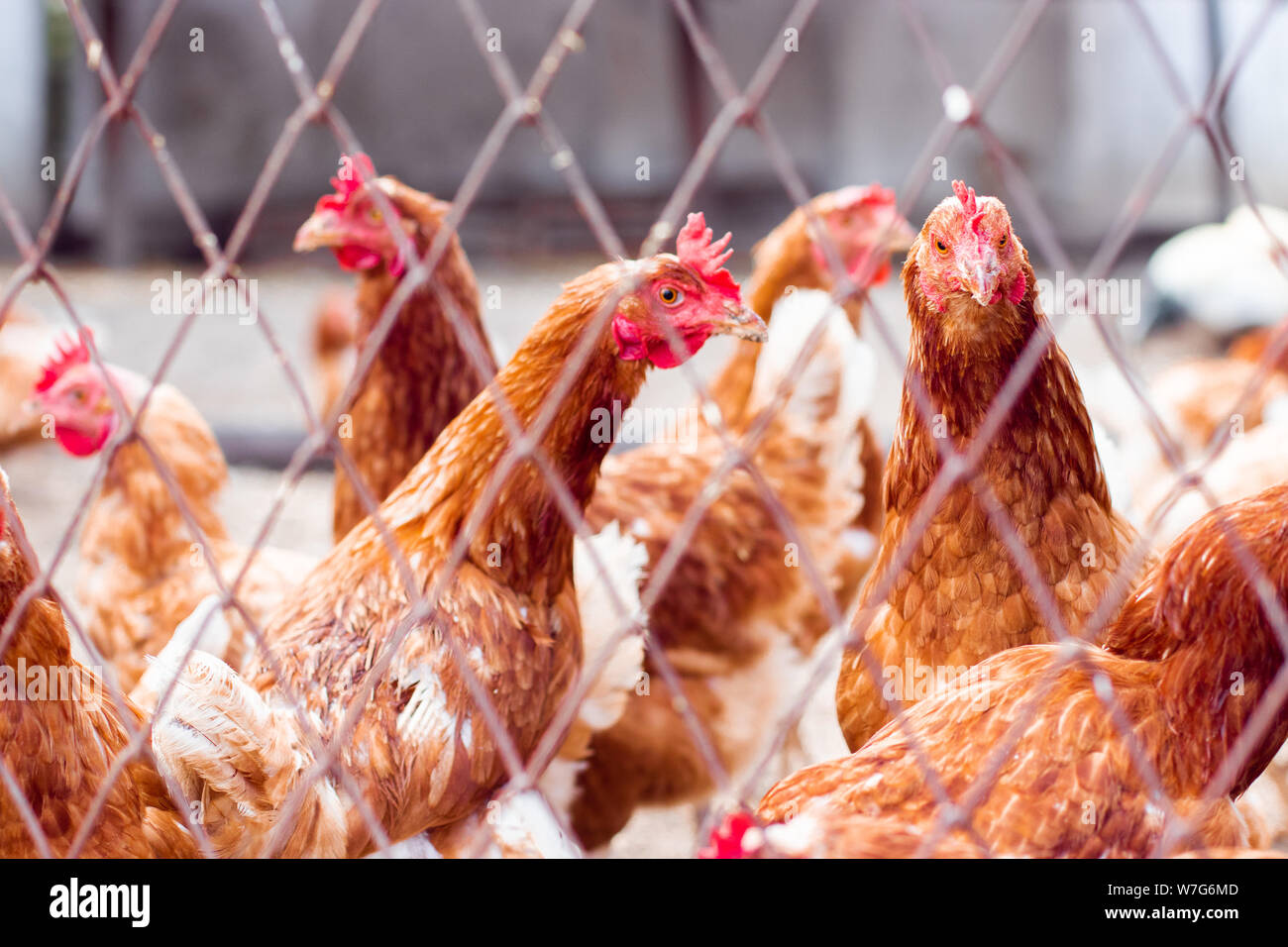 Farm chicken. Living in confined spaces at an industrial facility ...