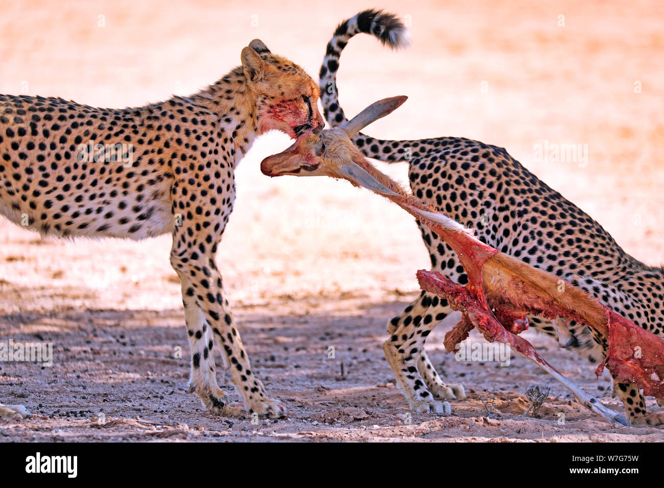 Cheetah Eating Food Happy