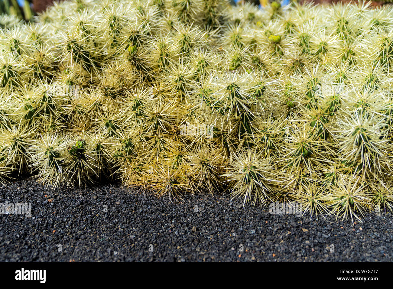 Long spikes cactus hi-res stock photography and images - Alamy