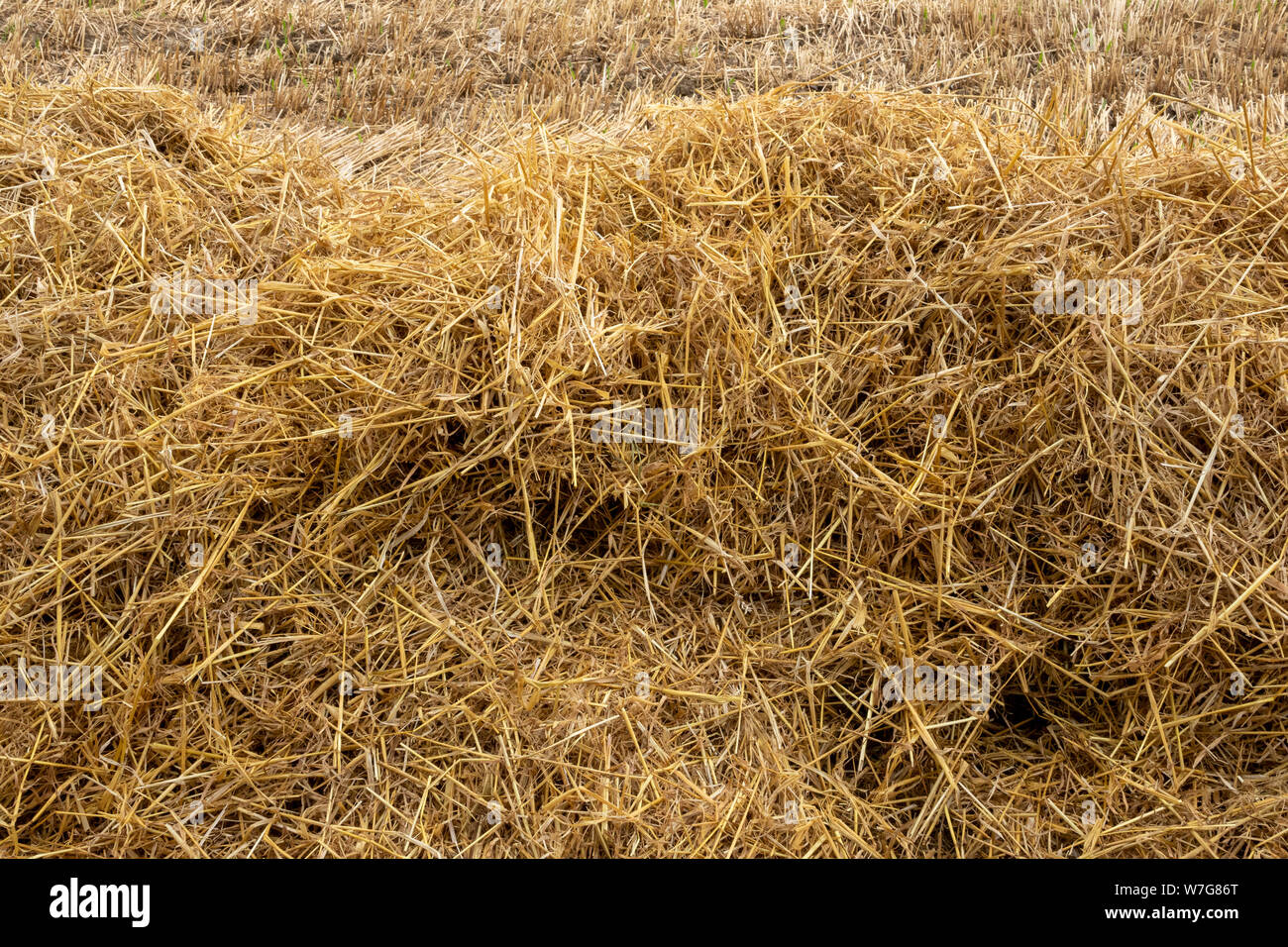 Chaff hi-res stock photography and images - Alamy