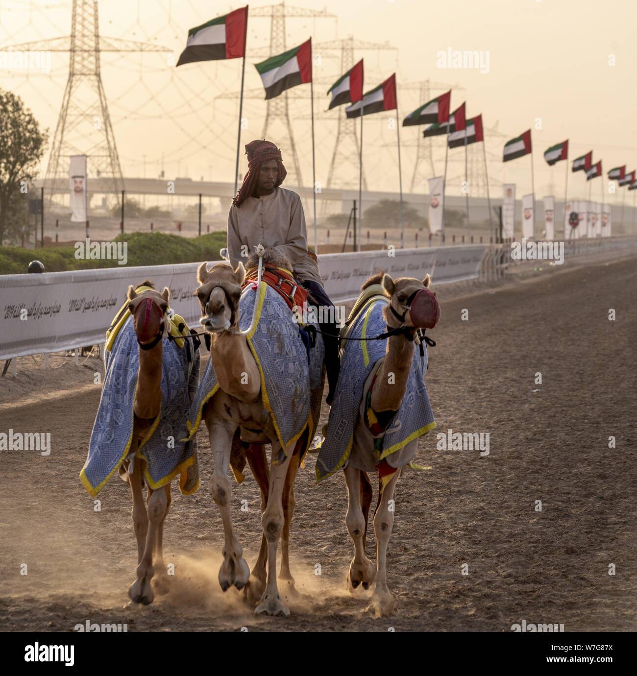 Every day valuable camels are trained on the Al Marmoum Camel Racetrack ...