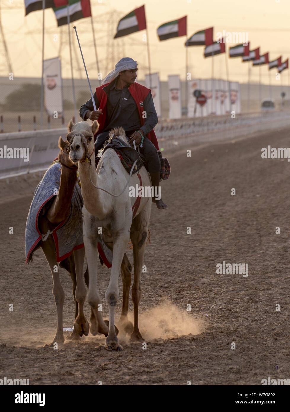 Every day valuable camels are trained on the Al Marmoum Camel Racetrack ...
