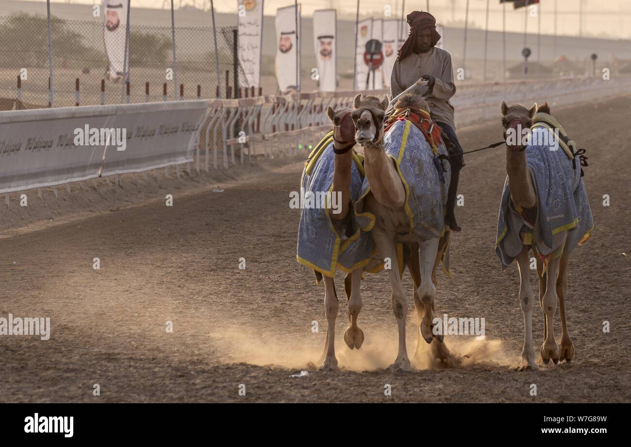 Every day valuable camels are trained on the Al Marmoum Camel Racetrack ...