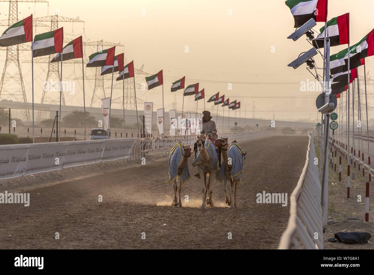 Every day valuable camels are trained on the Al Marmoum Camel Racetrack ...